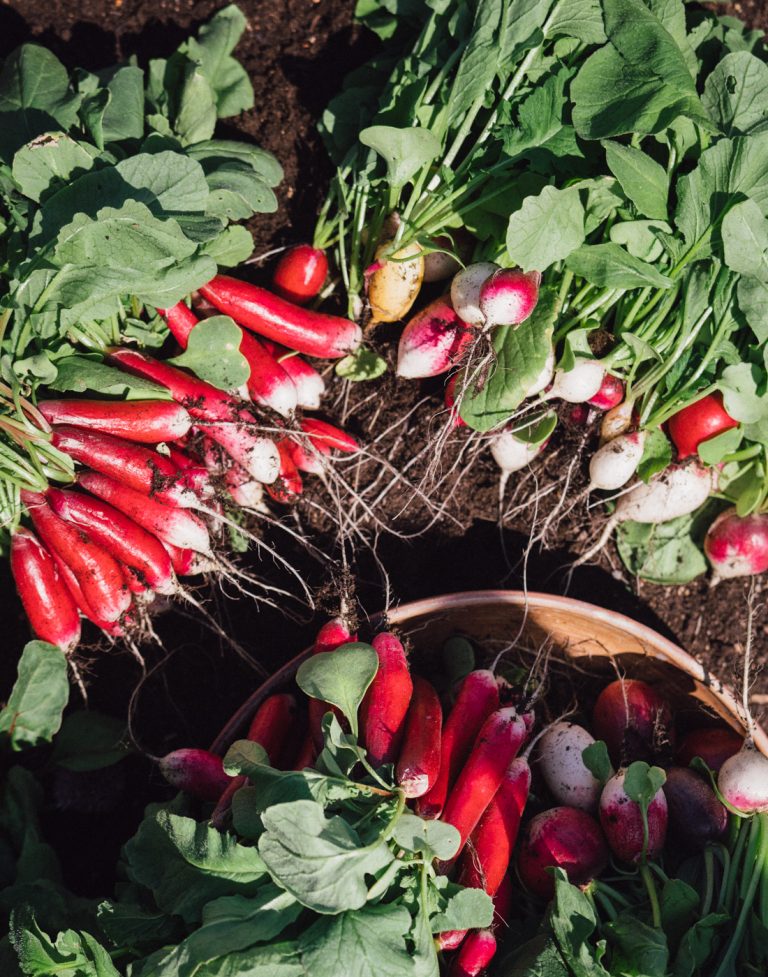 RADISH TOP SOUP AND ROASTED RADISH SALAD - Good Eatings
